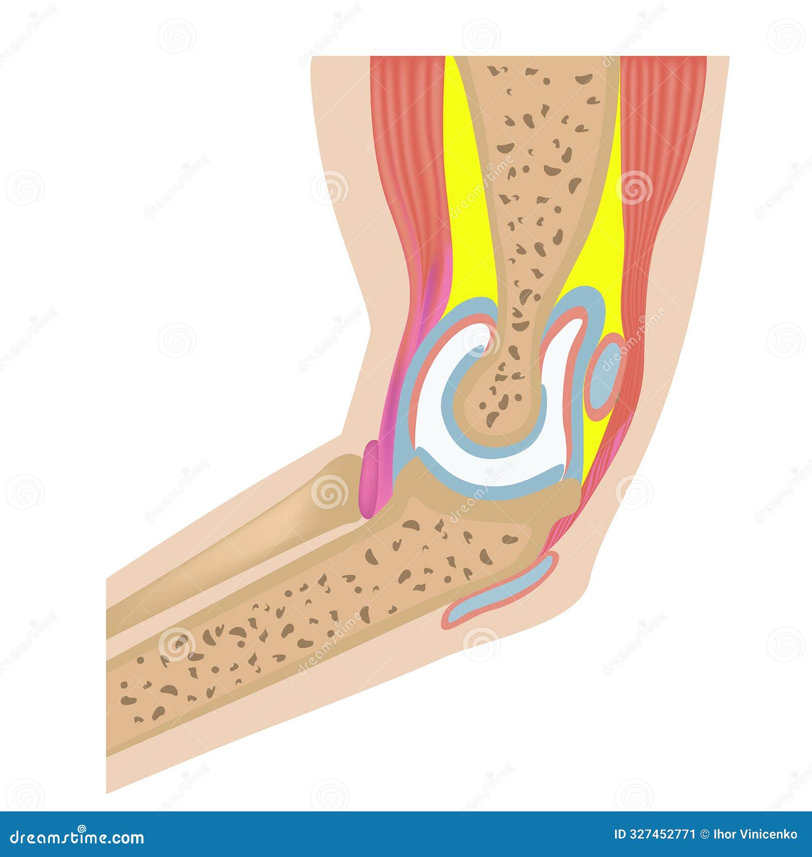 Sagittal Projection of the Elbow Joint. Medical Poster Stock Vector ...