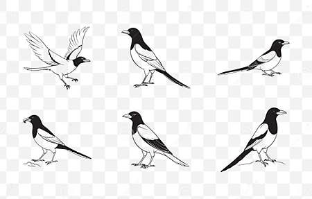 Print Comprehensive Magpie Line Art Vector Set for Detailed and Elegant ...