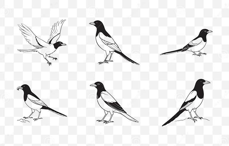 Print Comprehensive Magpie Line Art Vector Set for Detailed and Elegant ...