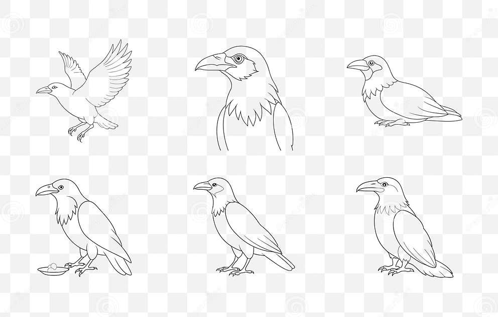 Print Intricate Raven Line Art Vector Set with Detailed Designs for ...