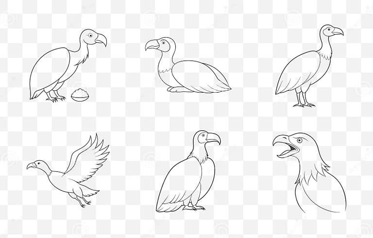 Print Condor Line Art Vector Collection with Detailed Illustrations for ...