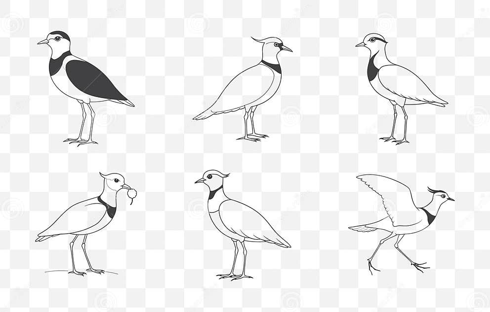 Print Comprehensive Lapwing Line Art Vector Set for Detailed and ...