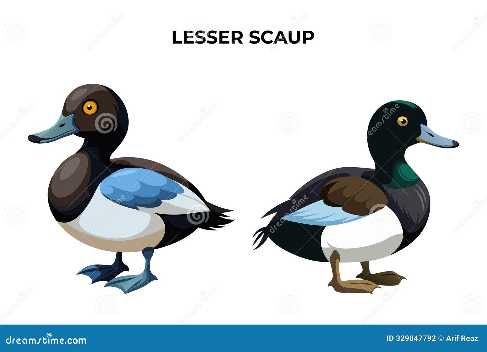 Lesser Scaup on White Background Vector Illustration Stock Vector ...