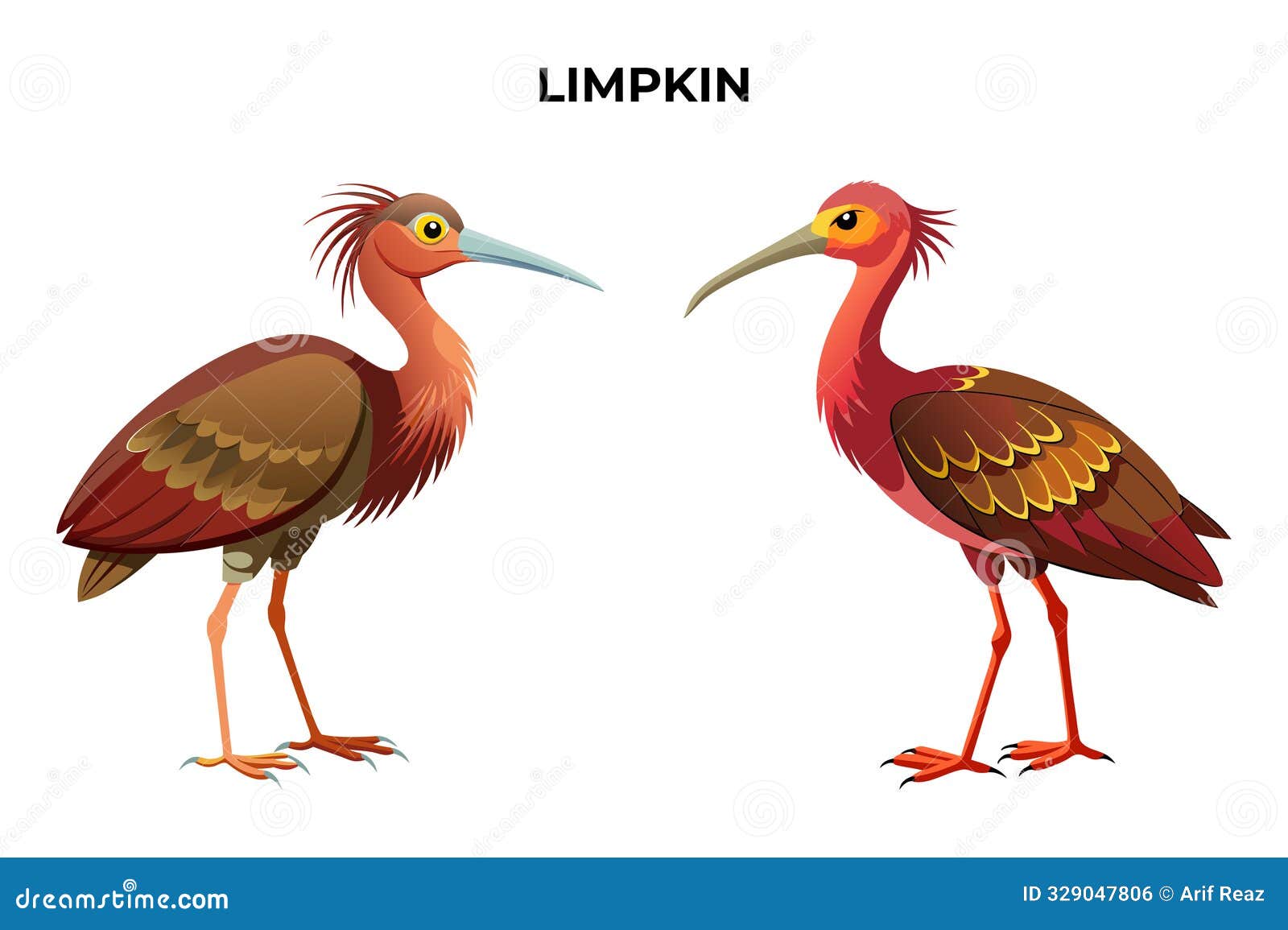Beautiful Limpkin on White Background Vector Illustration Stock Vector ...