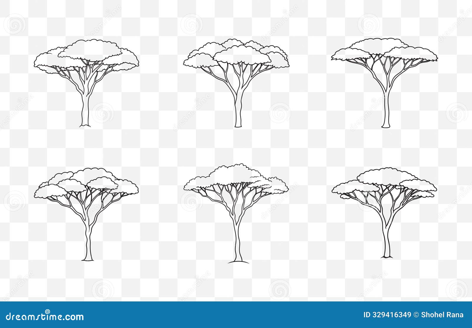 Print Acacia Line Art Vector Set with Detailed Illustrations of Elegant ...