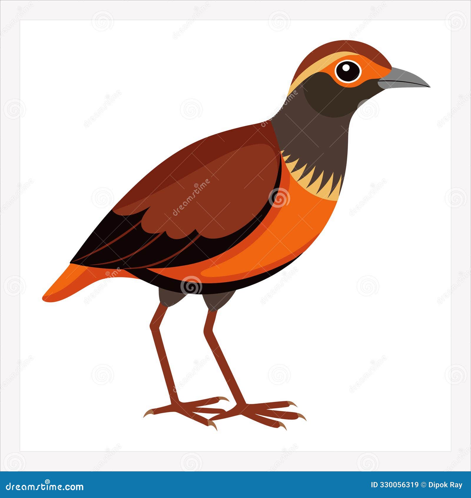 Beautiful Ground Gurney Pitta Bird Vector Art Illustration Royalty-Free ...