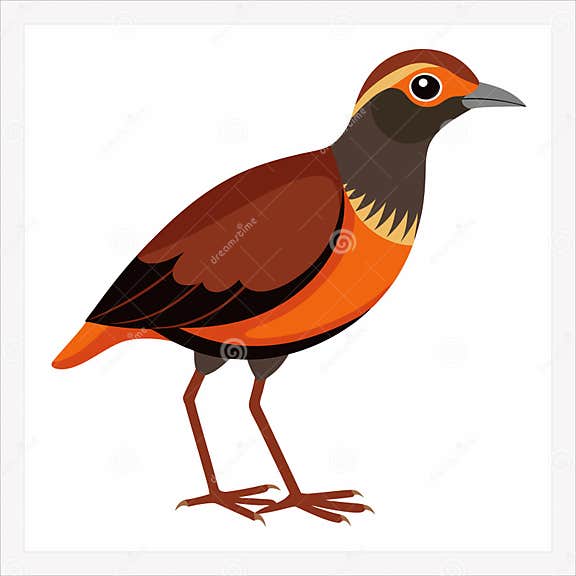 Beautiful Ground Gurney Pitta Bird Vector Art Illustration Stock ...