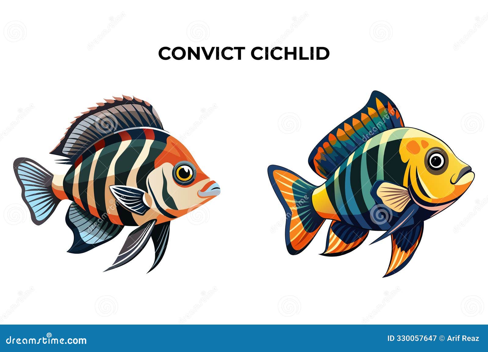 Convict Cichlid Fish Vector Illustration: a Versatile Design Resource ...