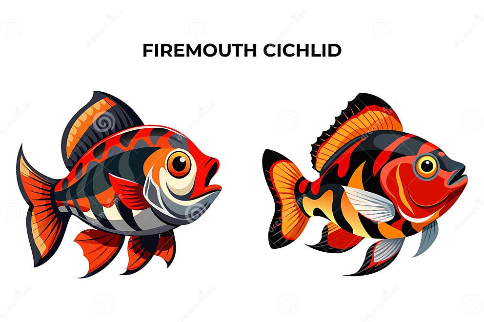 Firemouth Cichlid Fish Vector Illustration: a Versatile Design Resource ...