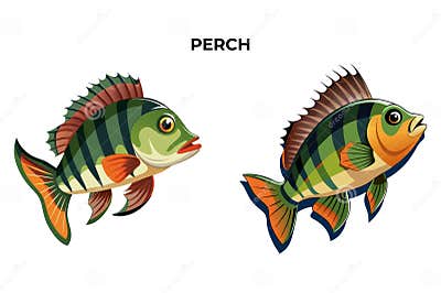 Perch Fish Vector Illustration: a Versatile Design Resource Stock ...