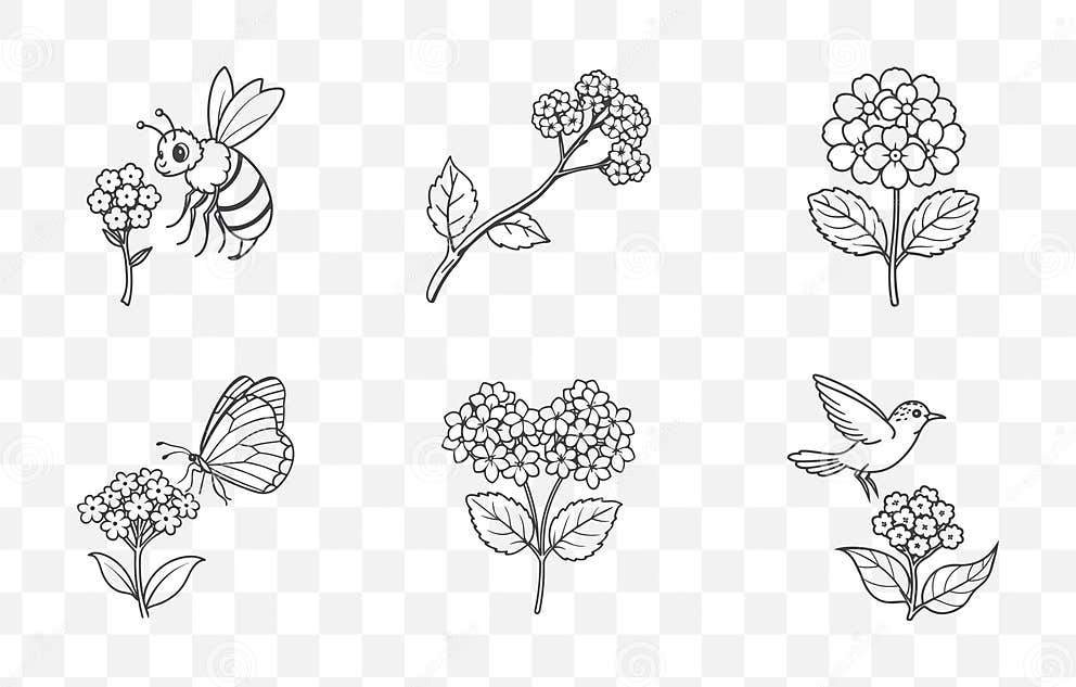 Print Heliotrope Line Art Vector Collection Elegant and Detailed ...