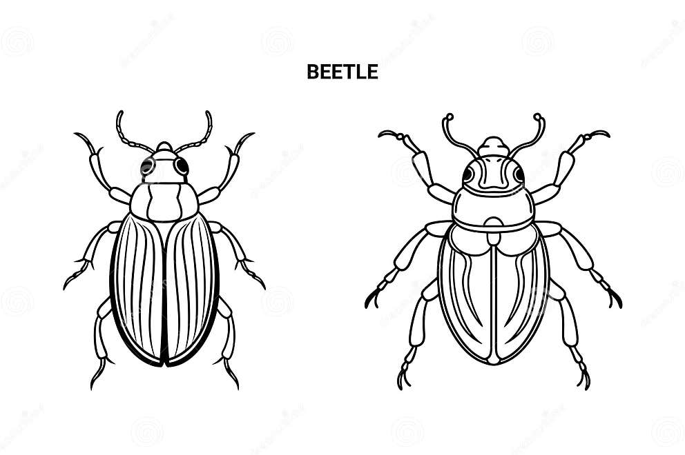 Versatile Vector Beetle: Perfect Outline for Any Project Stock Vector ...