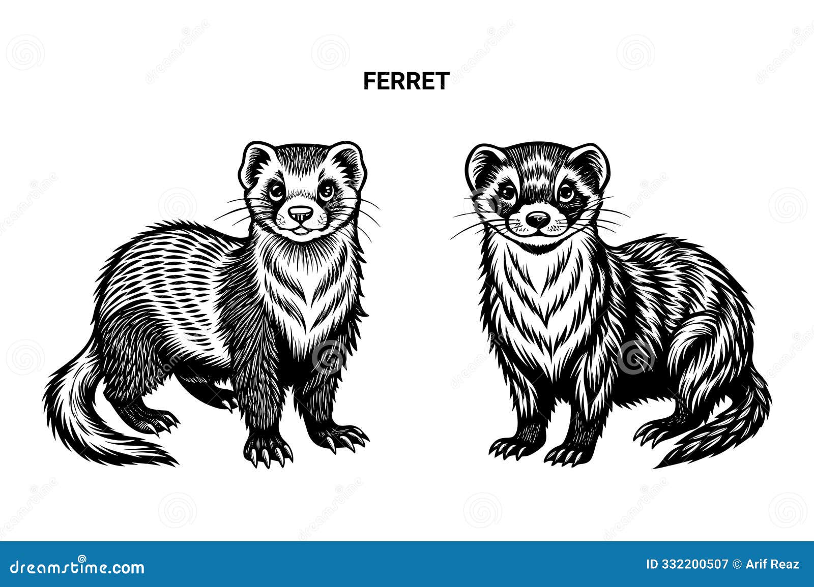 Versatile Vector Ferret : Perfect Silhouette for Any Project Stock ...