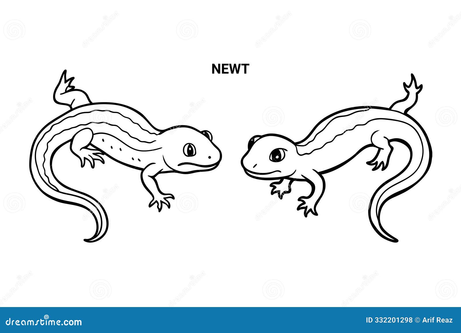 Versatile Vector Newt: Editable Outline Perfect for Any Project Stock ...