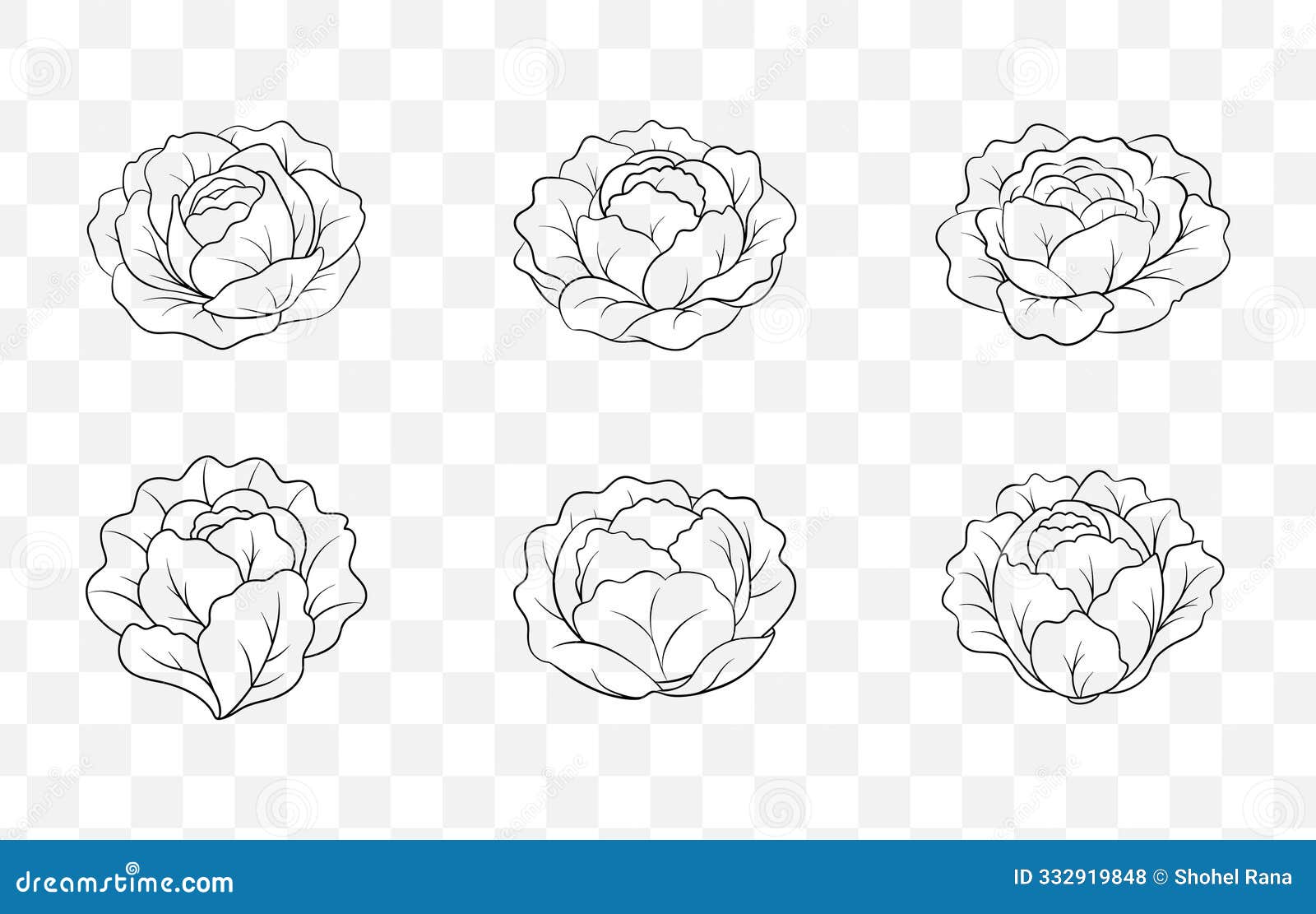 Print Detailed Lettuce Line Art Vector Set Illustrations for Design and ...