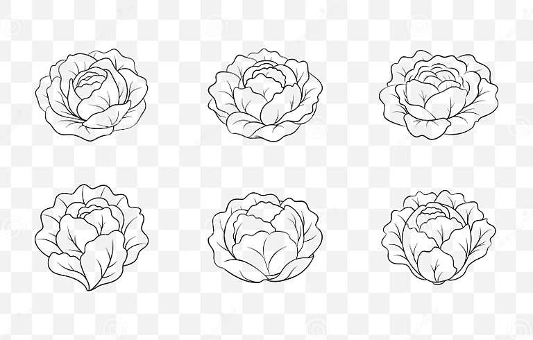 Print Detailed Lettuce Line Art Vector Set Illustrations for Design and ...