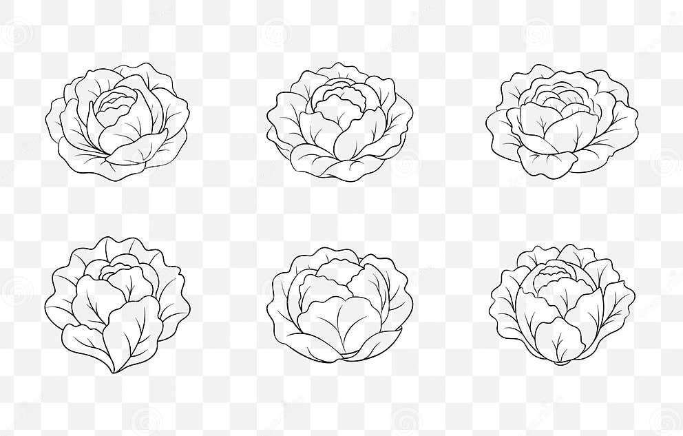 Print Detailed Lettuce Line Art Vector Set Illustrations for Design and ...