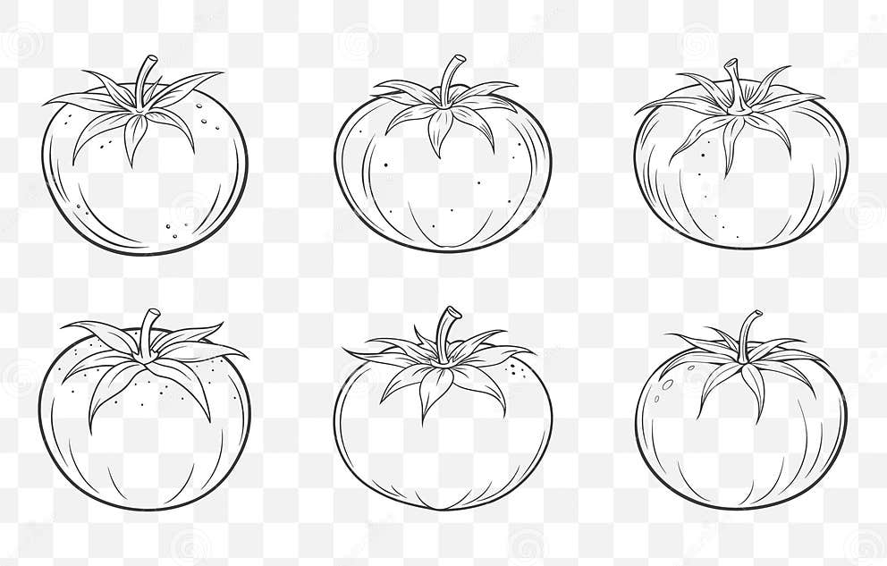 Print Tomato Plant and Fruit Line Art Vector Set for Botanical ...