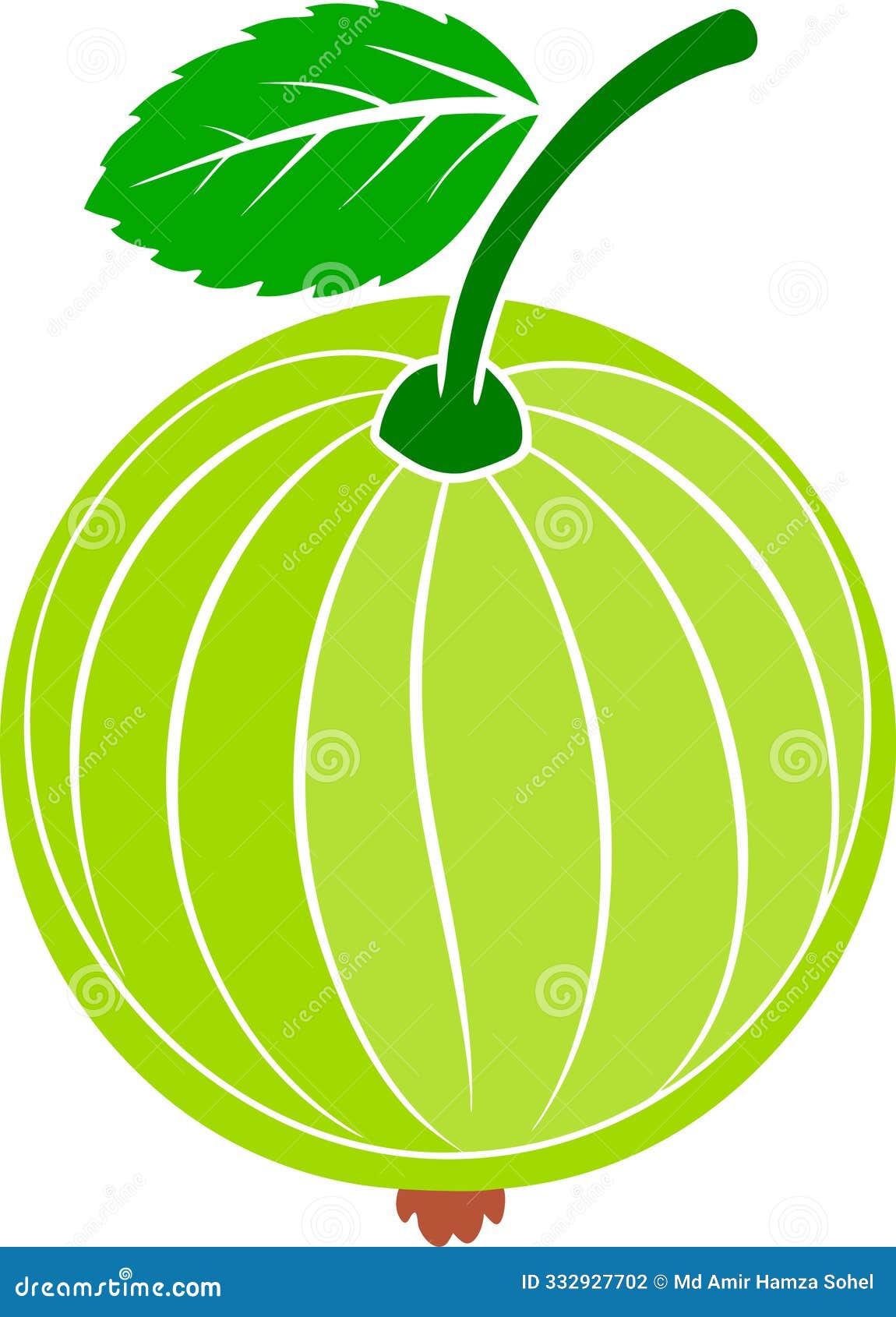 Gooseberry Fruit (amla) Vector Illustration Stock Vector - Illustration ...