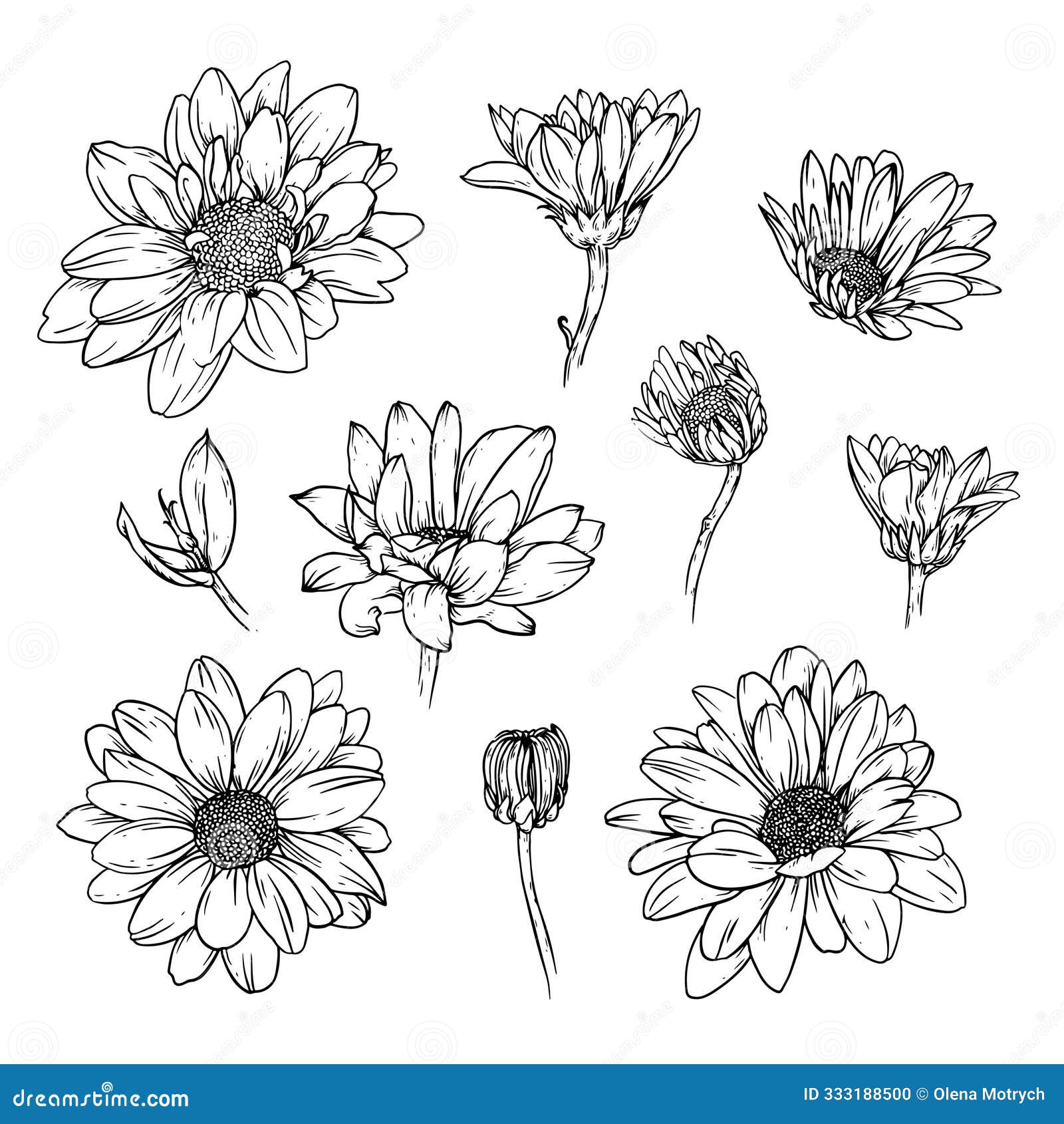 Vector Botanic Line Art Set on White Background. Great Flower Element ...