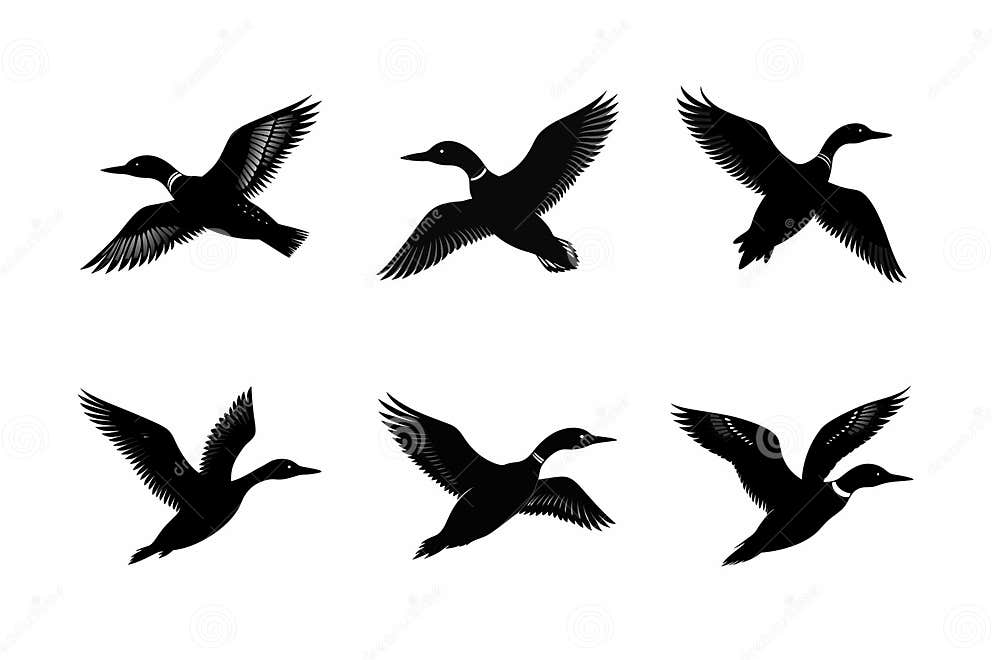 Flying Loon Color Silhouette Black Silhouette Vector Illustration Stock ...