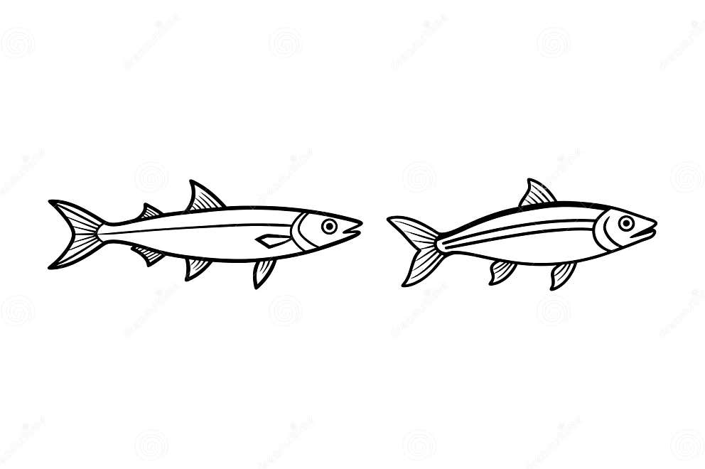 Anchovy fish vector art stock illustration. Illustration of anchovy ...