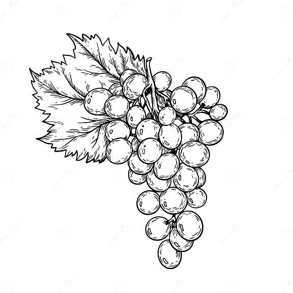 Vector Line Art Bunch of Grapes on White Background. Stock Vector ...