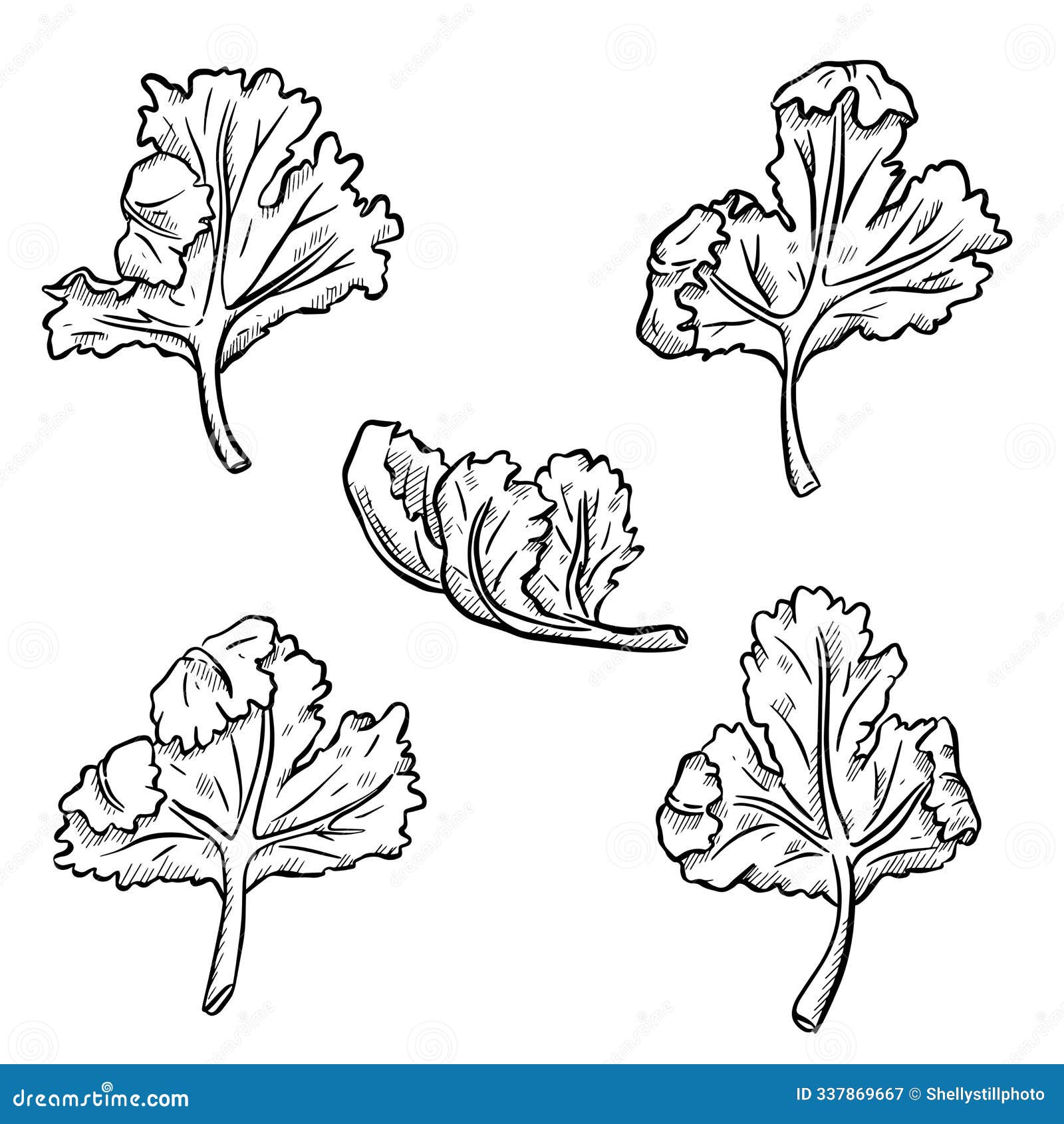 Cilantro Coriander Herb Leaf Salad Graphic Illustration Stock ...