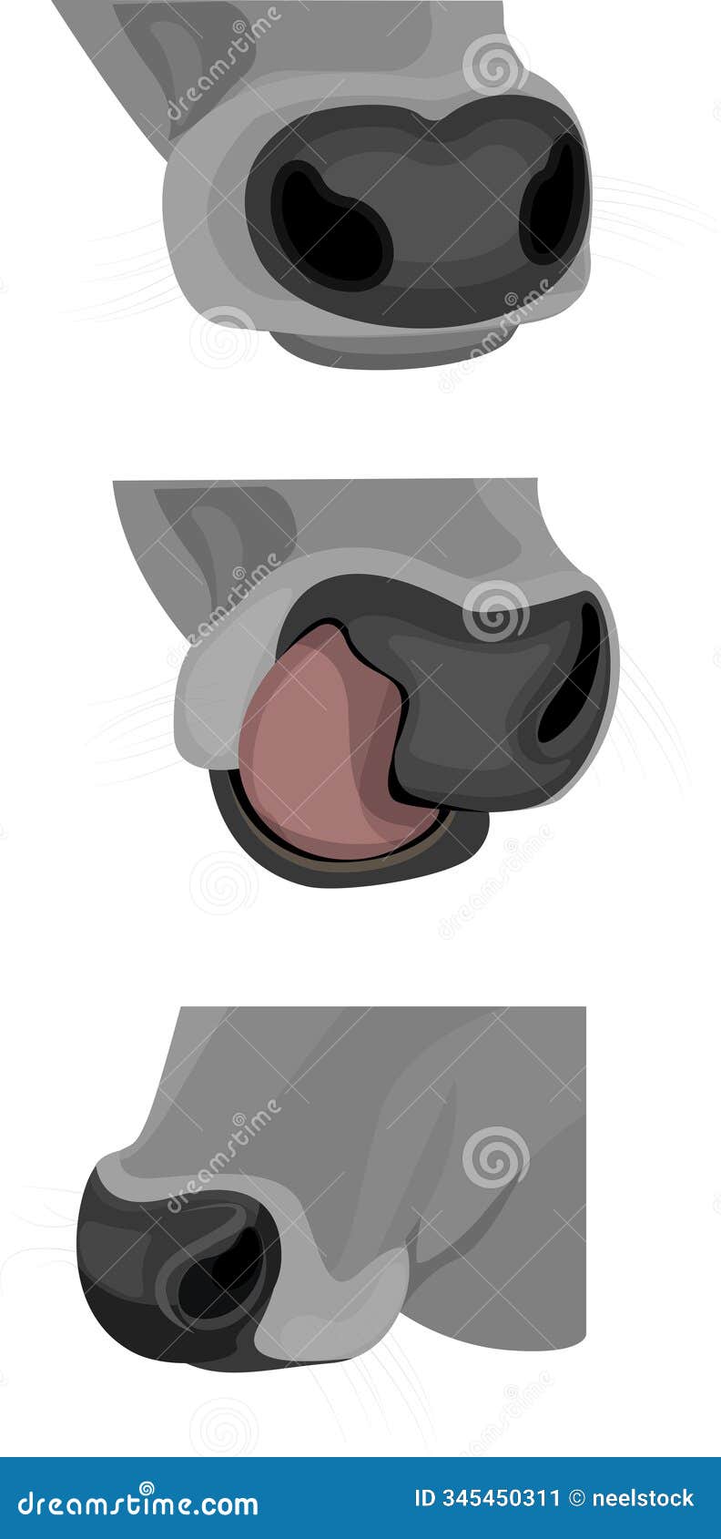 Bull nose and mouth, stock vector. Illustration of vector - 345450311