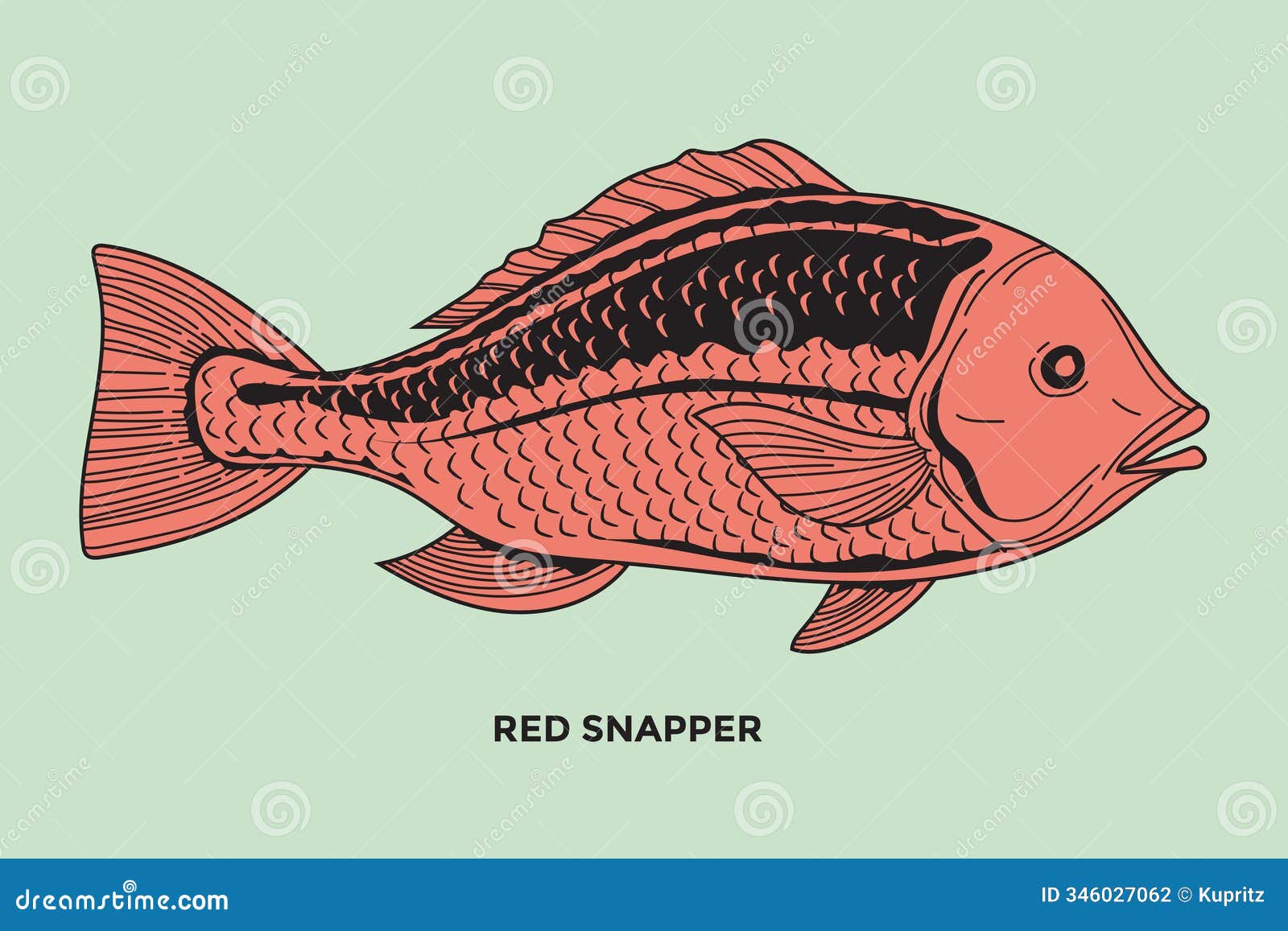 Red Snapper Fish Illustration with Detail Stroke and Line Style Stock ...