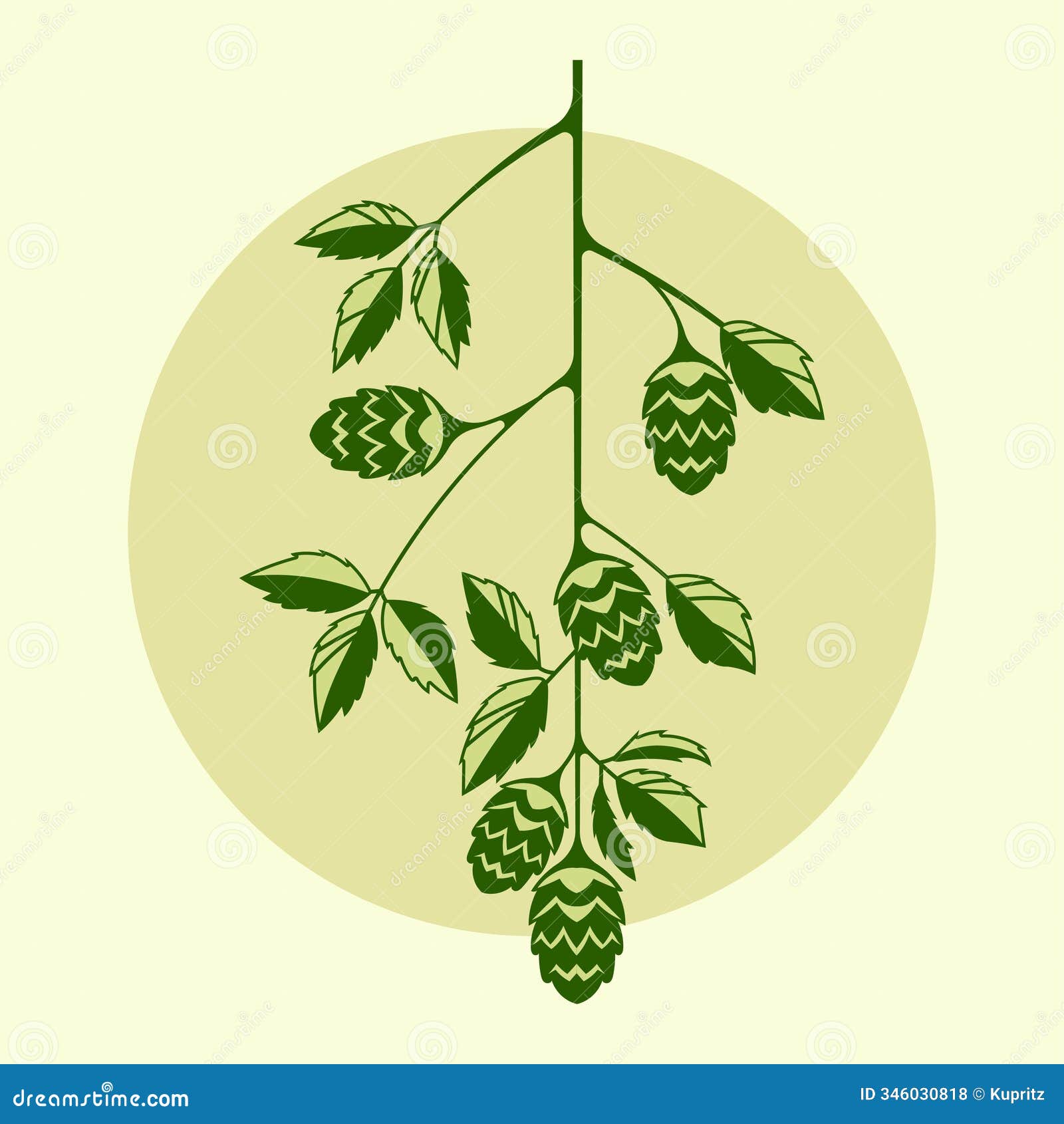 Hops Plant and Hop Leaves Isolated on Green Background Stock Vector ...