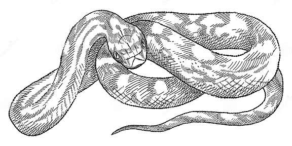 Hand-drawn Graphic Sketch of Snake in Black Isolated on White ...