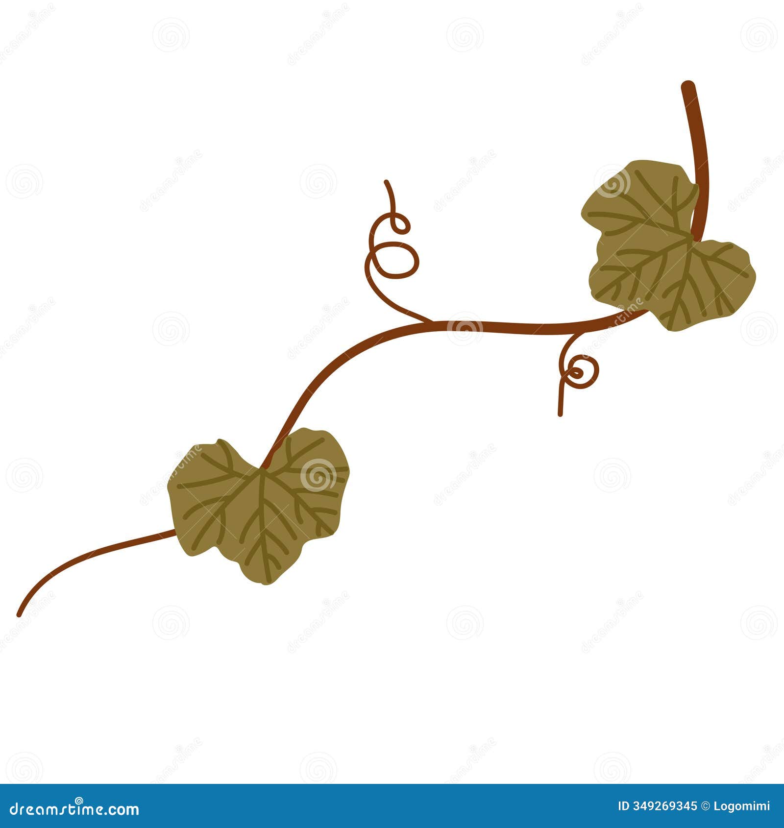 Tendril of a Pumpkin Plant Vector Image, Pumpkin Plant Leaf Tendrils ...
