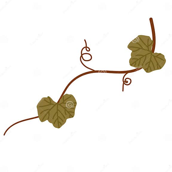 Tendril of a Pumpkin Plant Vector Image, Pumpkin Plant Leaf Tendrils ...