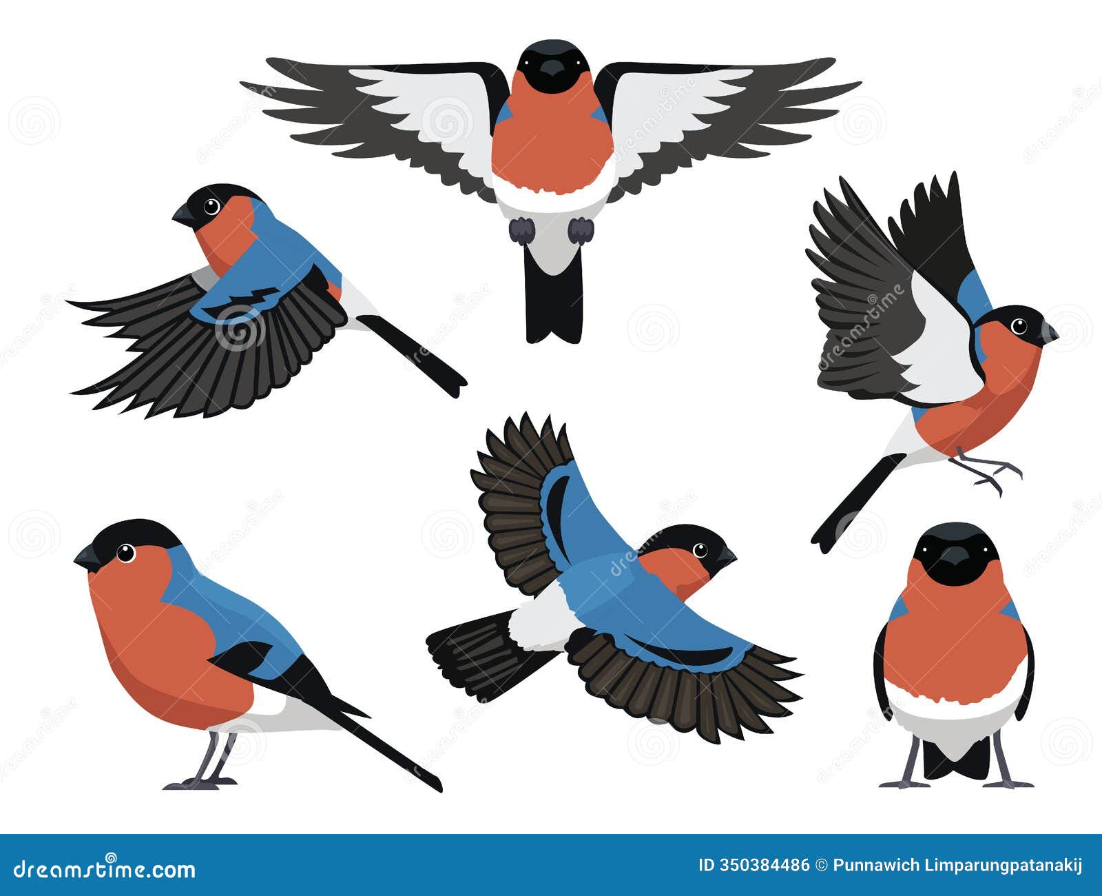 Bullfinch Finch Bird Various Poses Cartoon Vector Character Stock ...