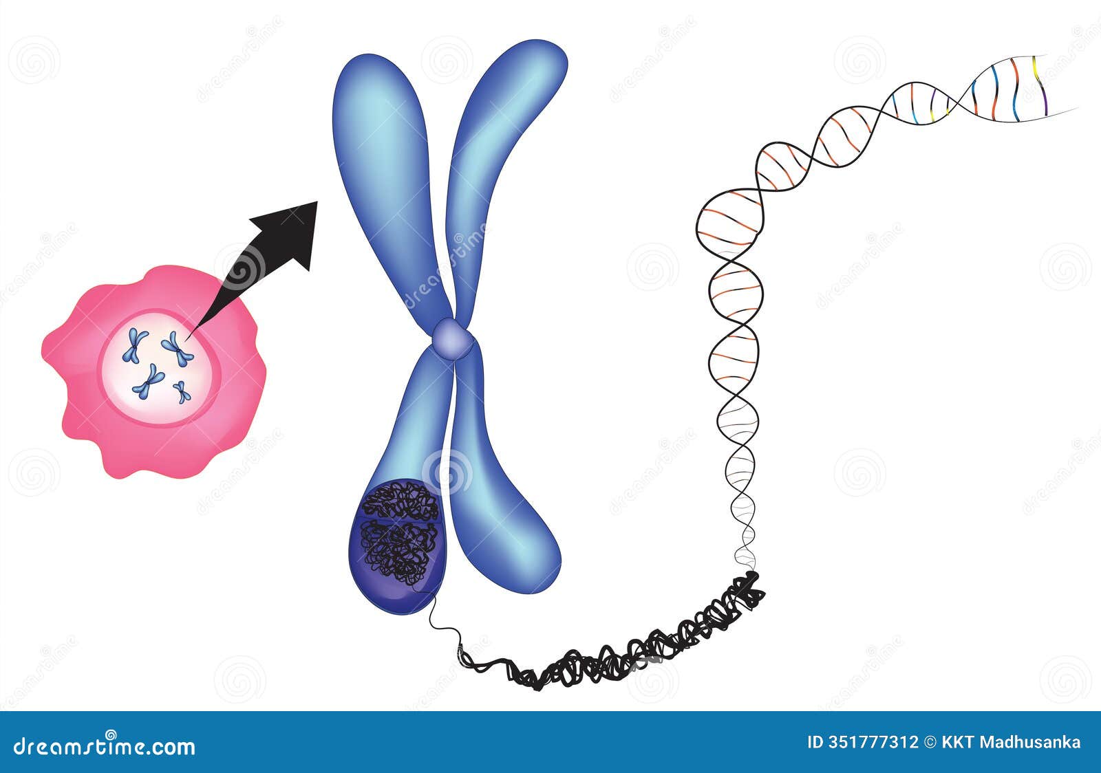 Abnormalities In The DNA Molecule Cartoon Vector | CartoonDealer.com ...