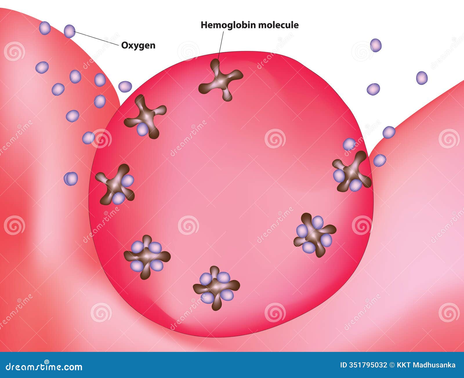 Transport of Oxygen in the Blood Stock Vector - Illustration of ...