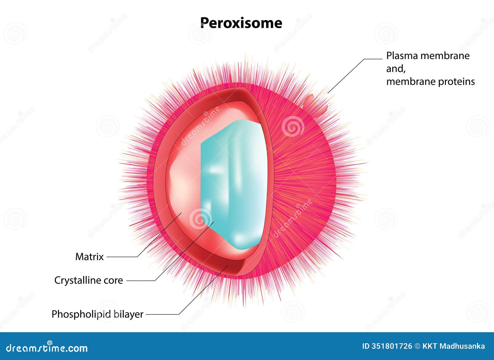 Peroxisome anatomy stock vector. Illustration of medicine - 351801726