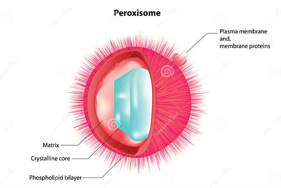 Peroxisome anatomy stock vector. Illustration of medicine - 351801726