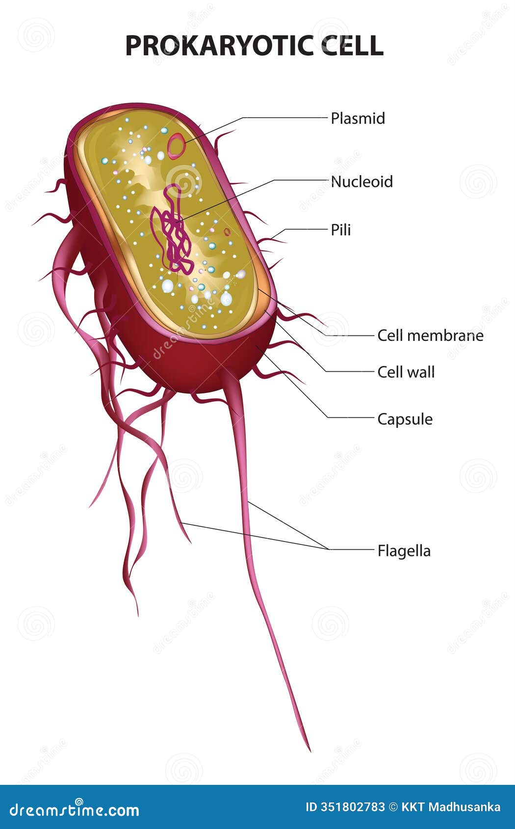 Prokaryotic Cell Structure Chart, Vector Medical Illustration ... Prokaryotic Cell Structure Chart, Vector Medical Illustration ...
