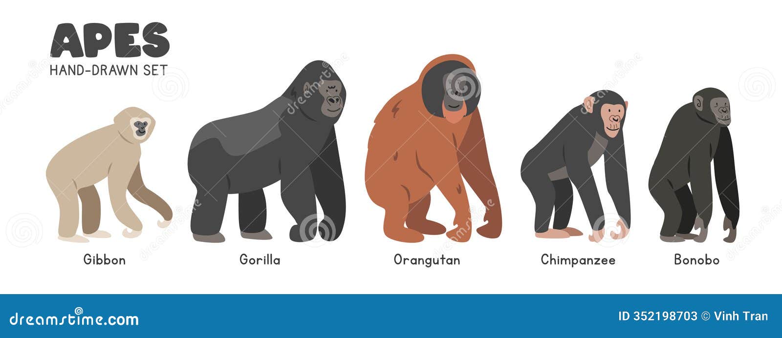 Great Ape Cartoon Clipart Set. Gibbon, Gorilla, Orangutan, Chimpanzee ...
