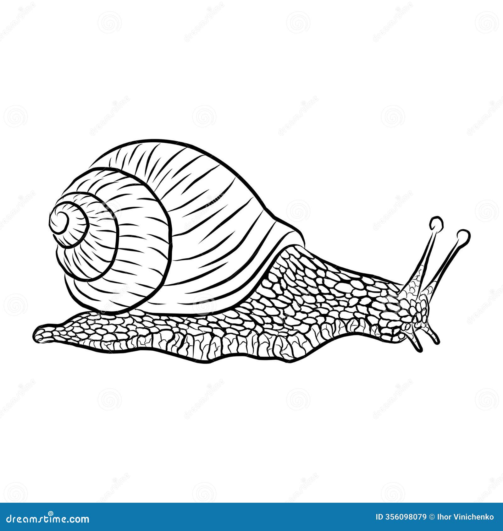 Burgundy Snail. Drawing with Lines. Edible Shellfish Stock Vector ...