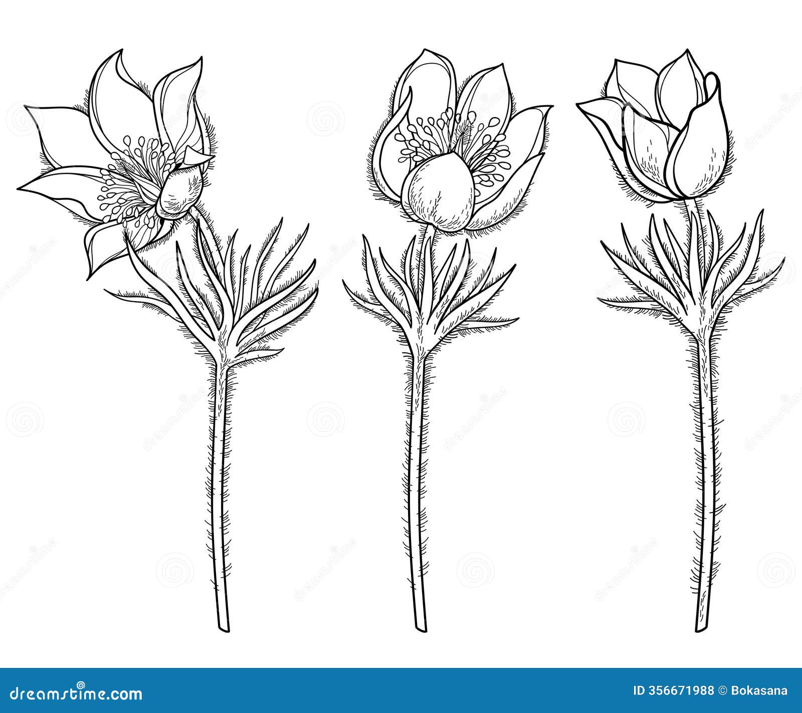 Vector Set of Outline American Pasqueflower or Prairie Crocus in Black ...