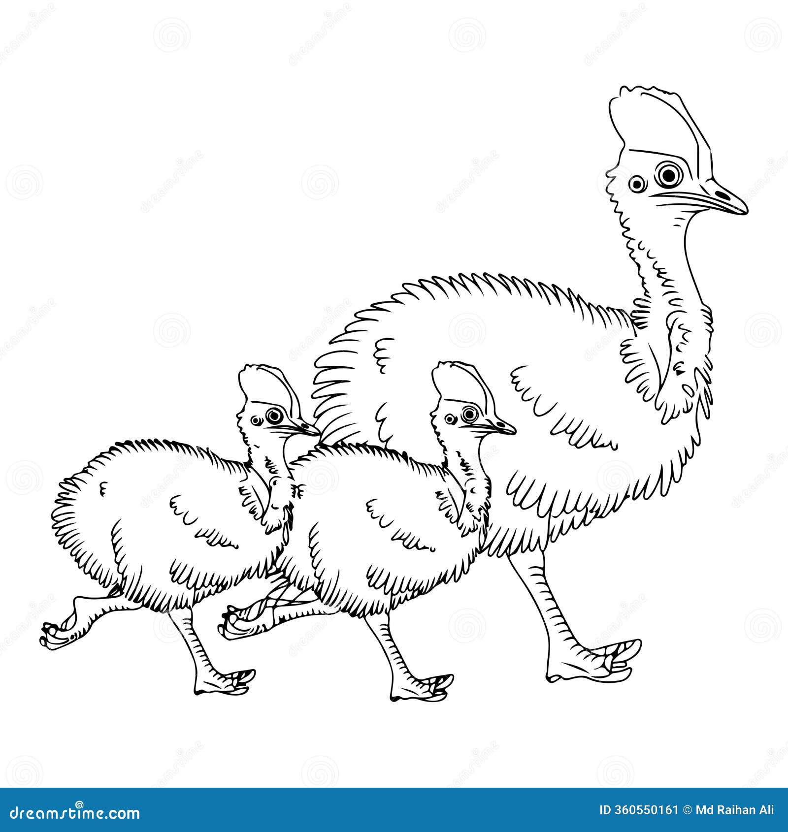 Wild Cassowary Animal Coloring Page for Kids Stock Vector ...