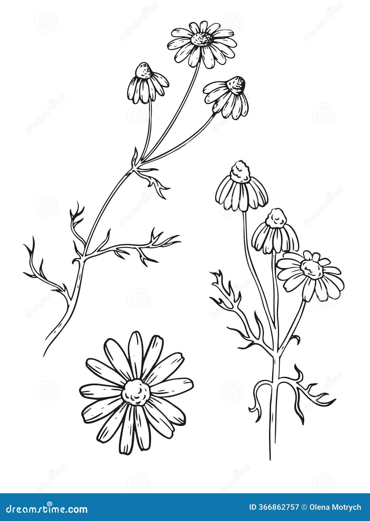 Chamomile. Drawing And Hand-lettering Stock Image | CartoonDealer.com ...