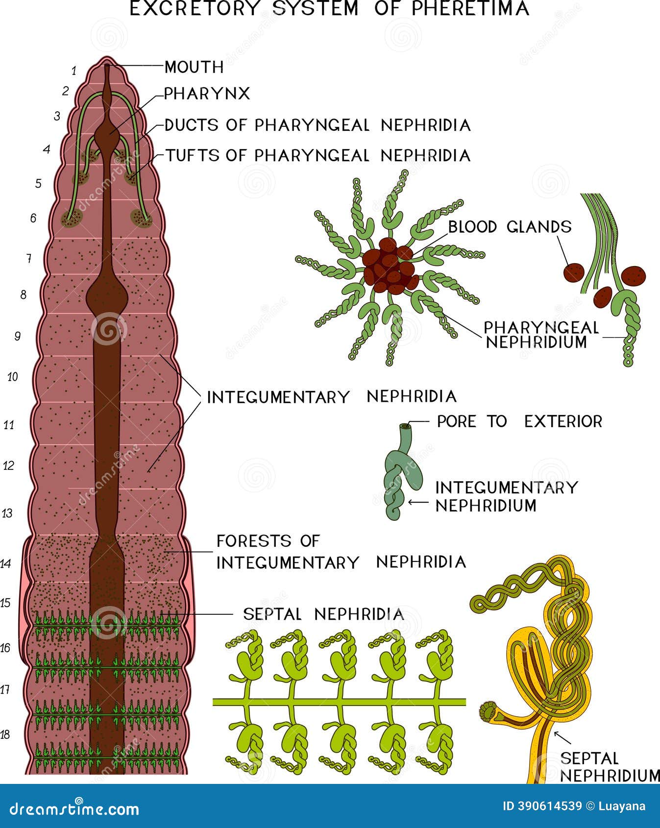 Scheme Of Excretory System Of Pheretima Earthworm With Pharyngeal ...