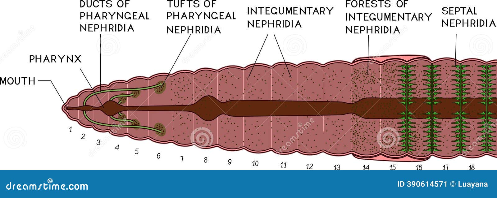 Scheme Of Excretory System Of Pheretima Earthworm With Pharyngeal ...