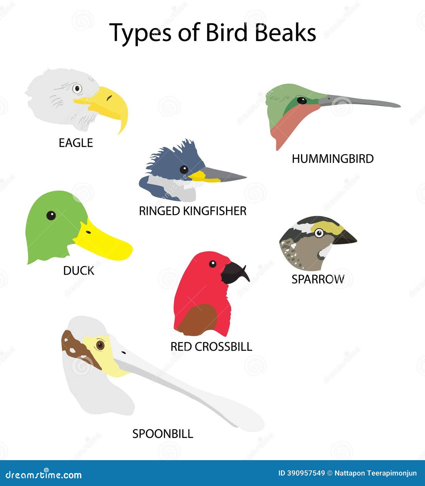 Bird Beaks Different Types Illustration Set. Hand Drawn Various Bird ...