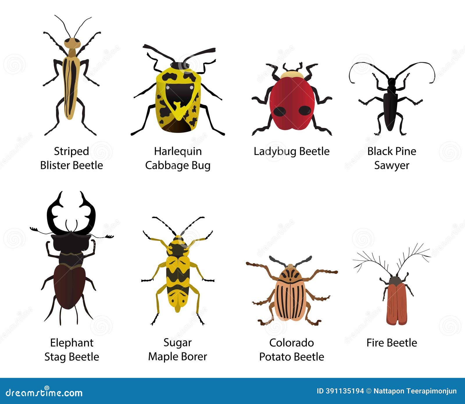 Insect Kingdom: Stunning High Contrast Images Of Various Insects In ...