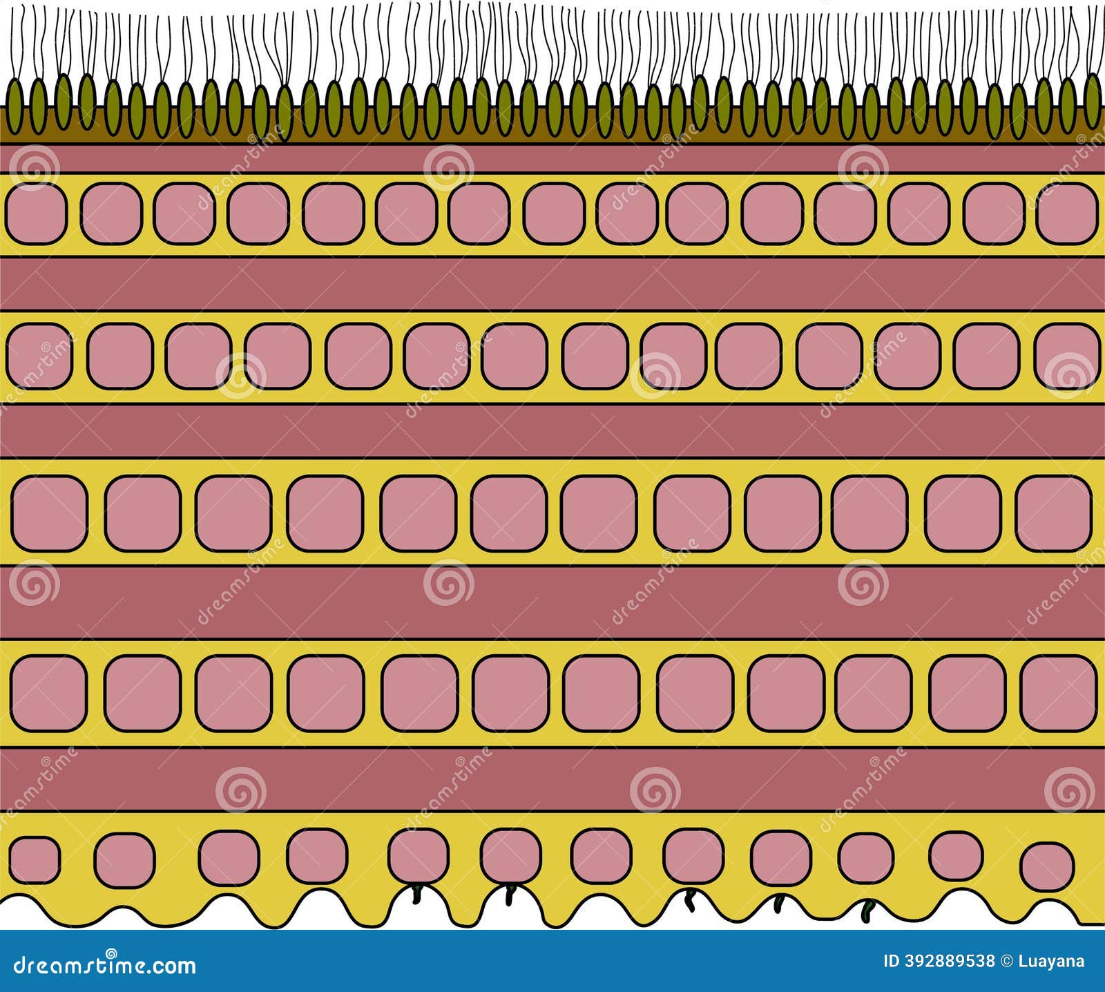 Eye Structure Diagram-Japanese- (Cross-Section Including Cornea ...